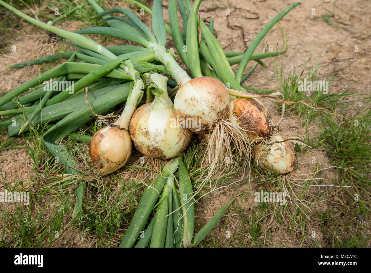 Good onions hi-res stock photography and images - Alamy