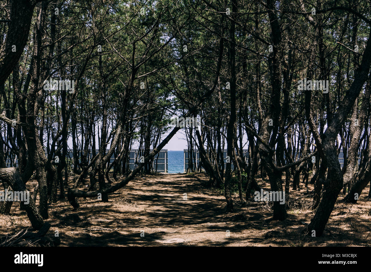 Seaside forest hi-res stock photography and images - Alamy