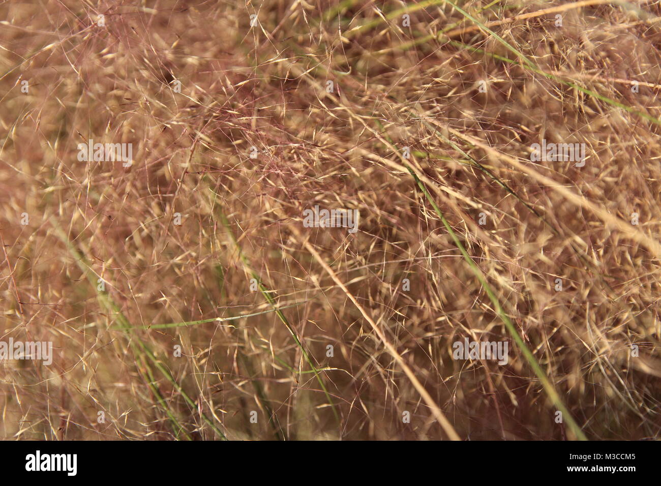 Pink muhly grass hi-res stock photography and images - Alamy