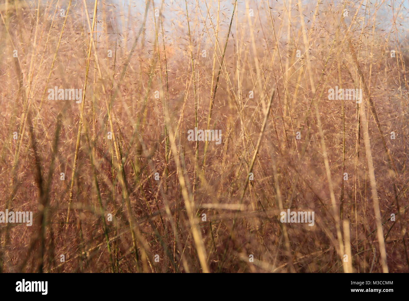 Flower muhly grass hi-res stock photography and images - Alamy