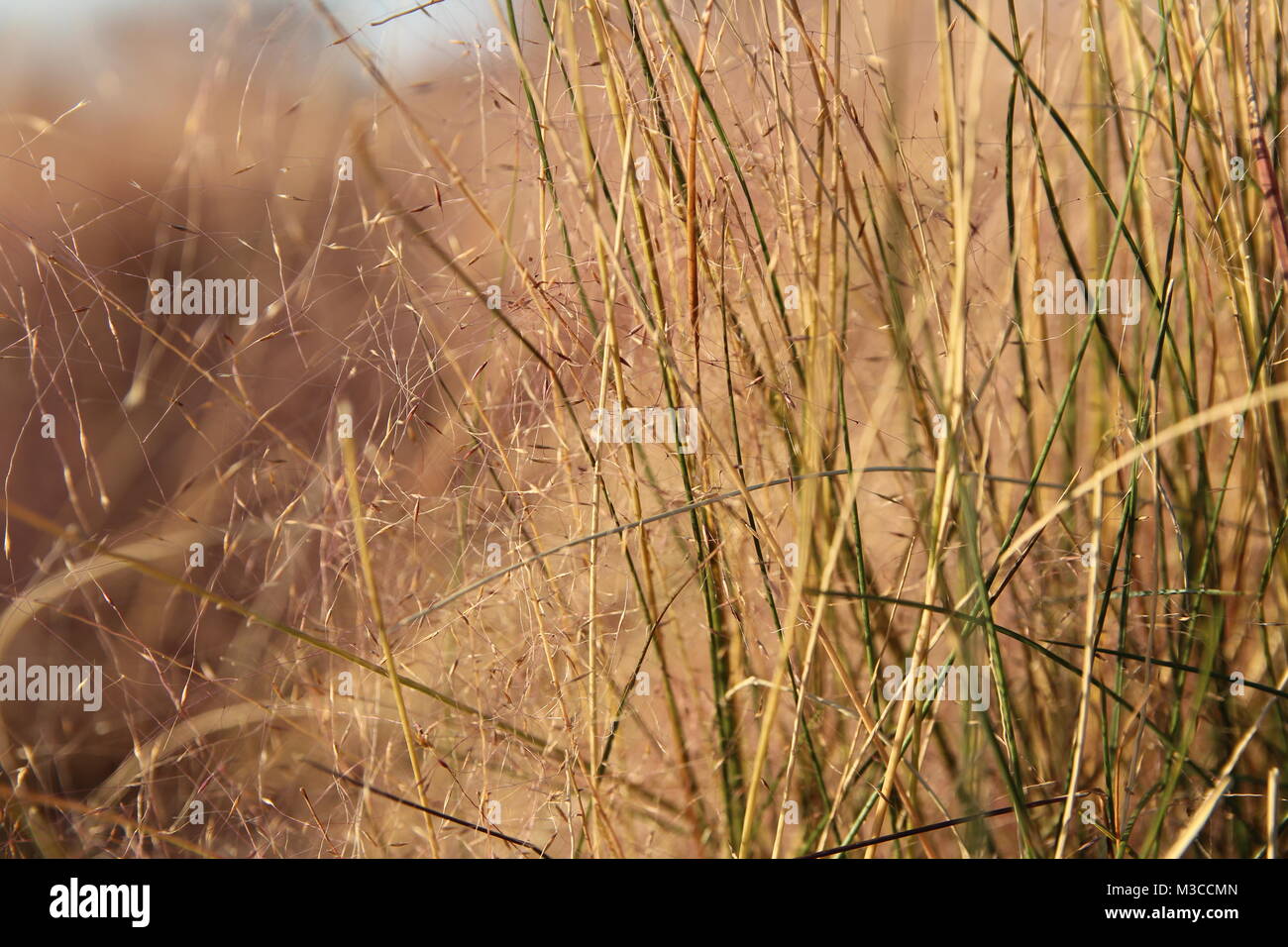 Flower muhly grass hi-res stock photography and images - Alamy