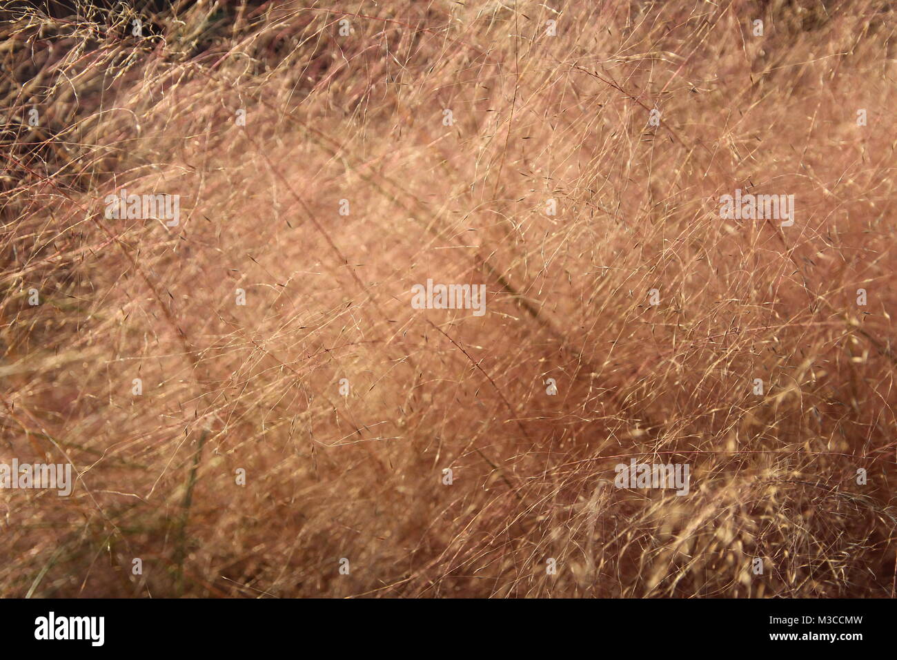 Flower muhly grass hi-res stock photography and images - Alamy