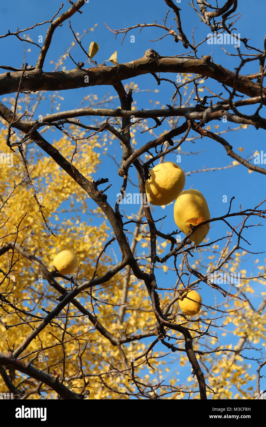 Ripe yellow Korean pears on the tree againt the blue sky in autumn ...