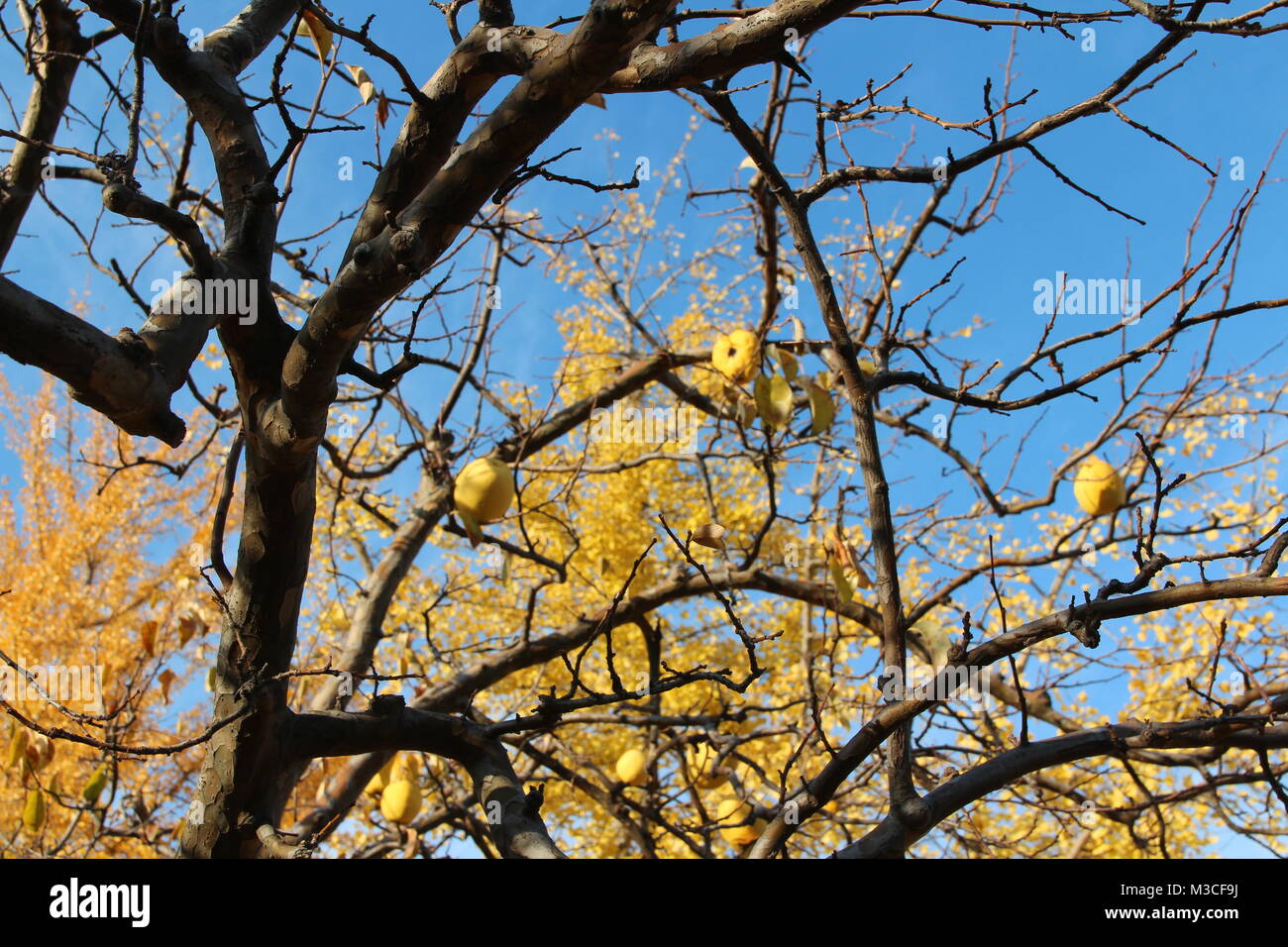 Ripe yellow Korean pears on the tree againt the blue sky in autumn ...