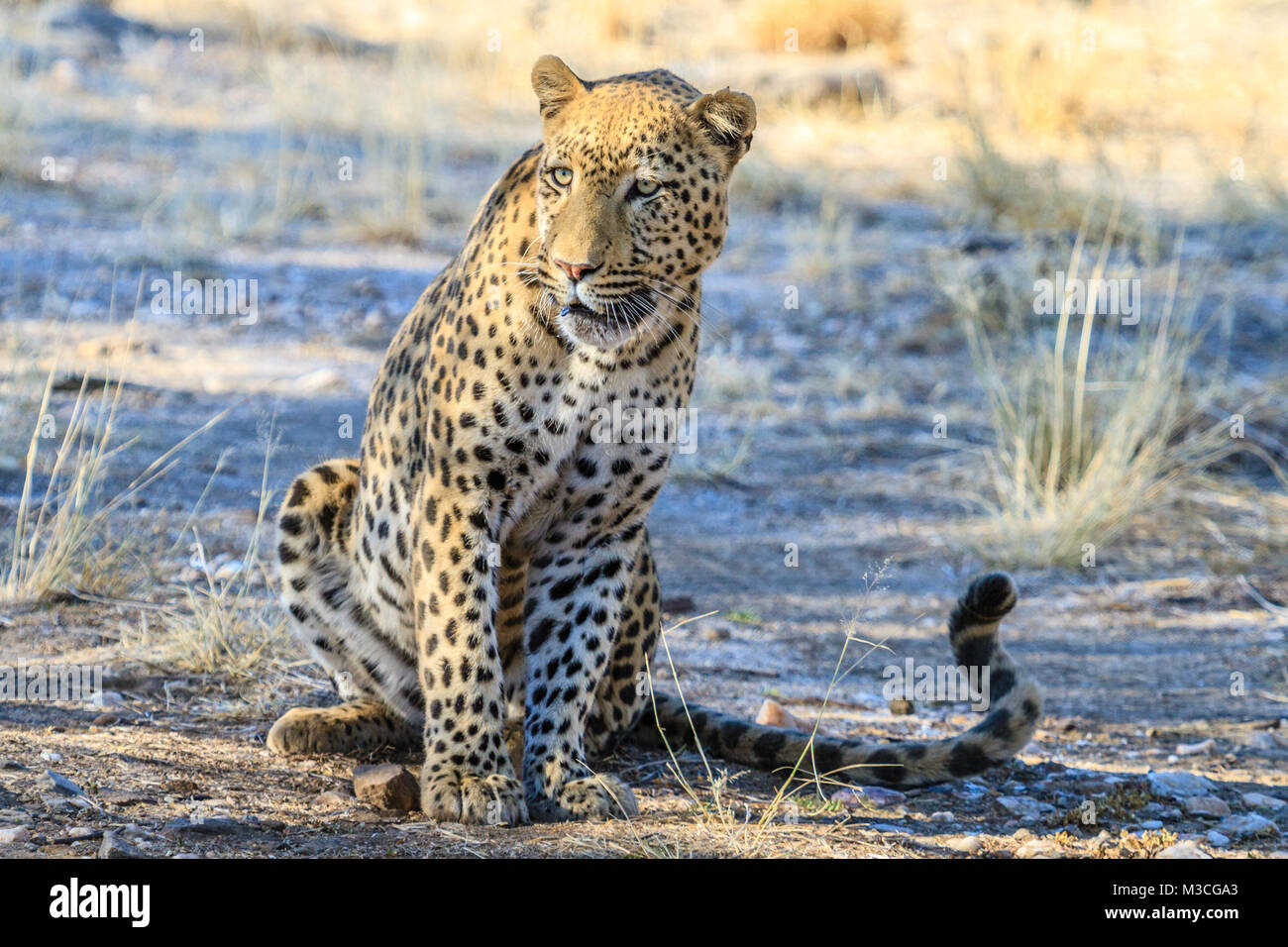 African leopard panthera pardus relaxing hi-res stock photography and ...