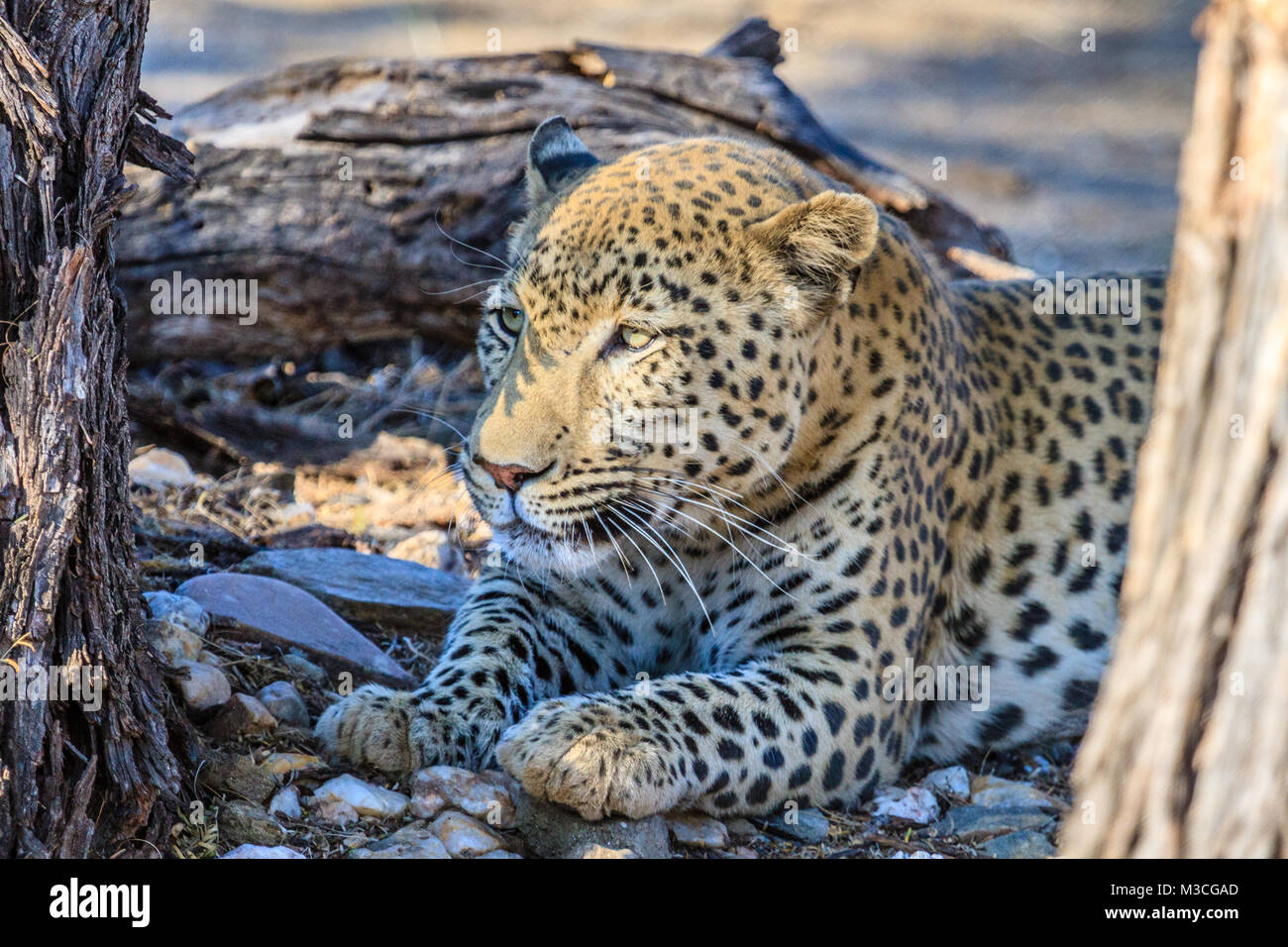 Leopard namibia tree hi-res stock photography and images - Alamy
