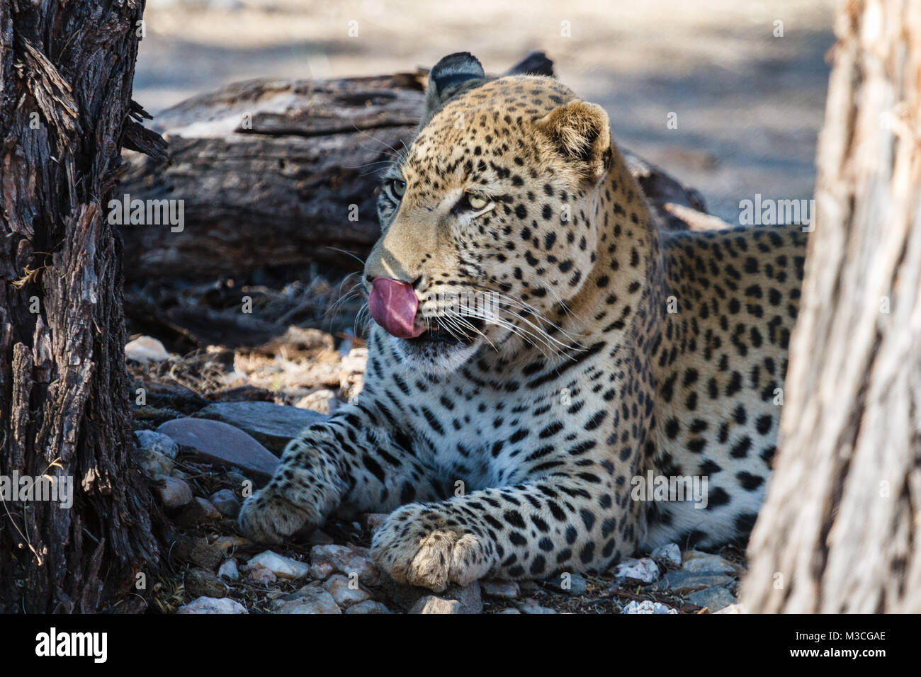 African leopard panthera pardus relaxing hi-res stock photography and ...