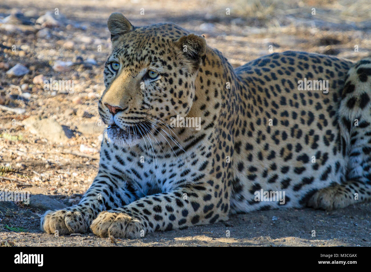 Leopard relaxing in the shade in Namibia, Africa Stock Photo - Alamy