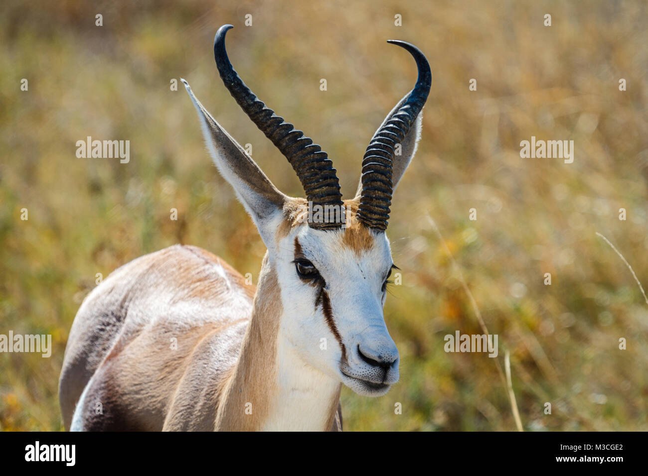 Springbok on the savannah of Etosha National Park, Namibia, Africa ...