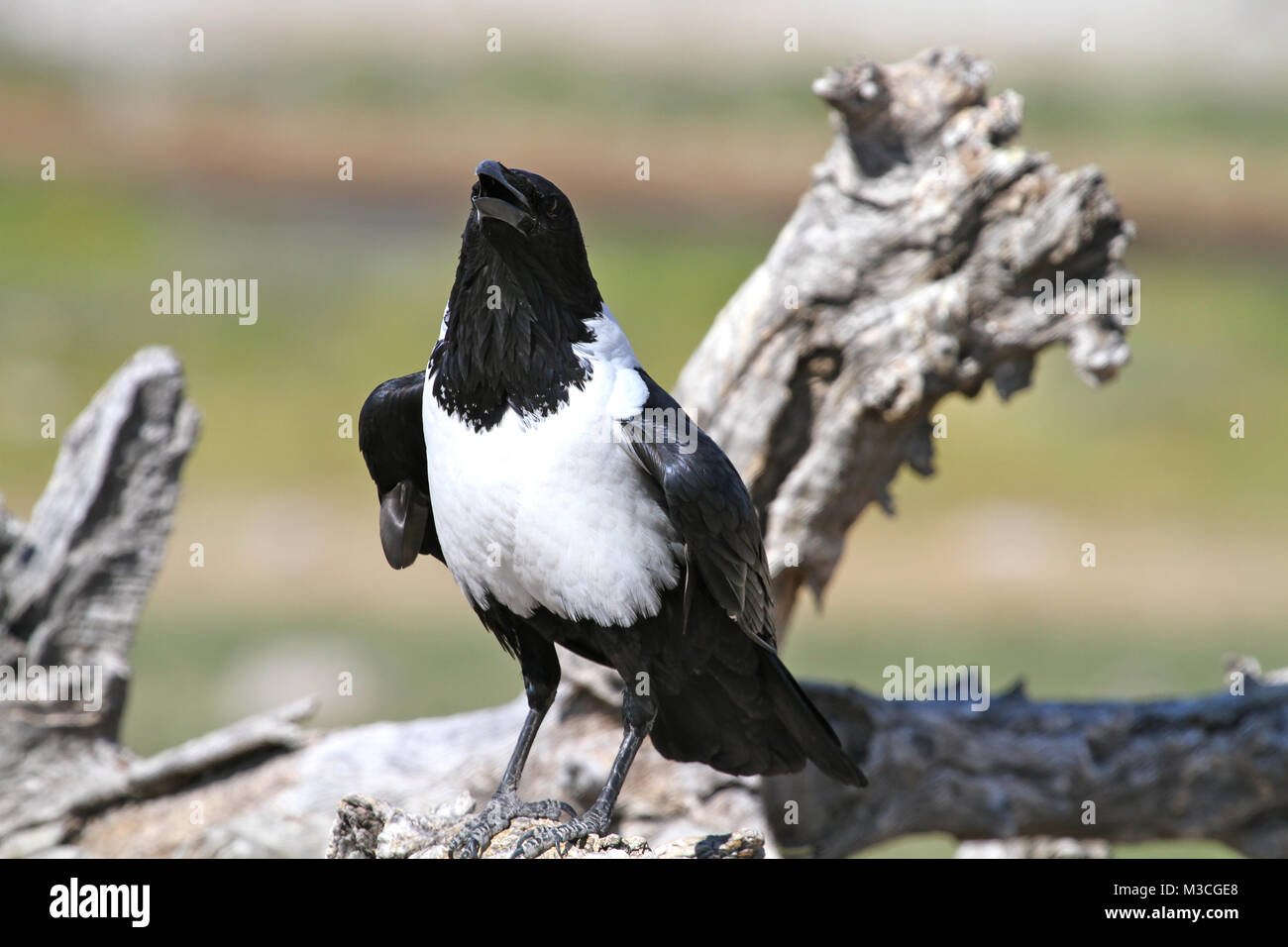 Corvus capensis hi-res stock photography and images - Alamy