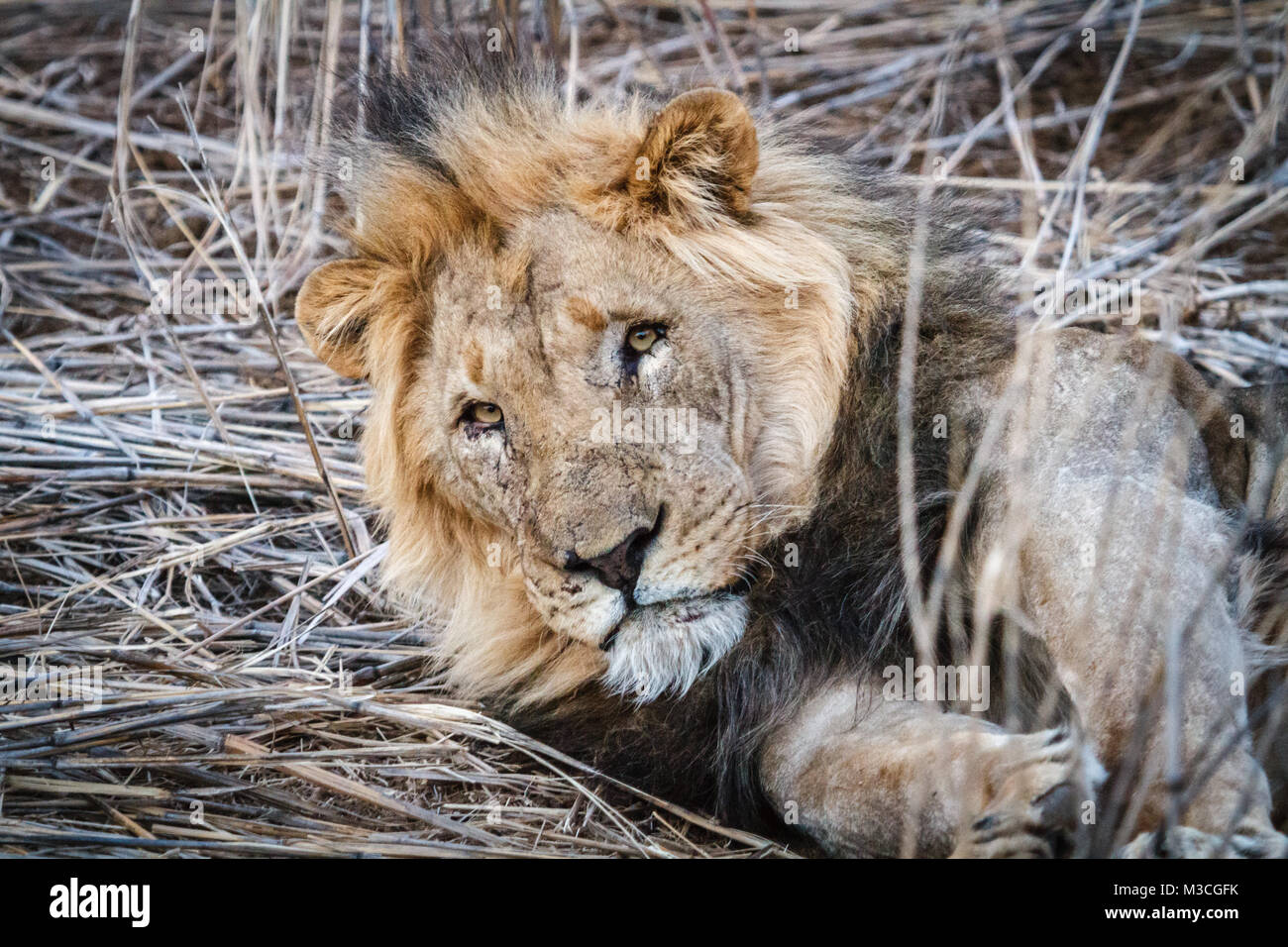 Adult lion hi-res stock photography and images - Alamy
