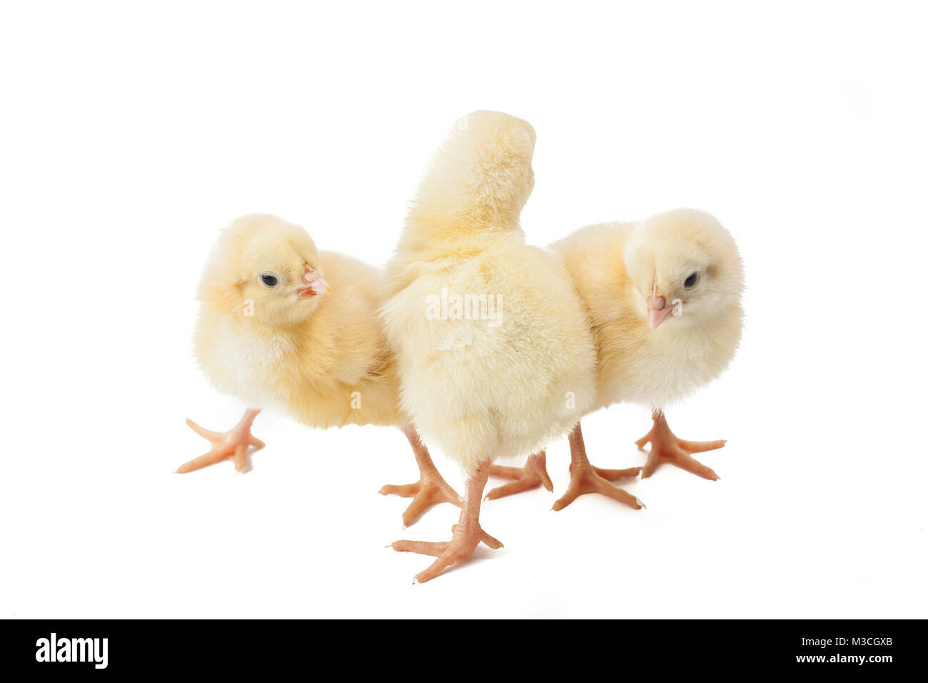 small fluffy yellow Easter Chickens on a white background Stock Photo ...