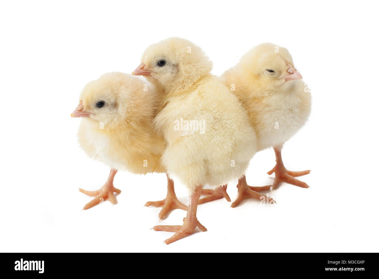 small fluffy yellow Easter Chickens on a white background Stock Photo ...