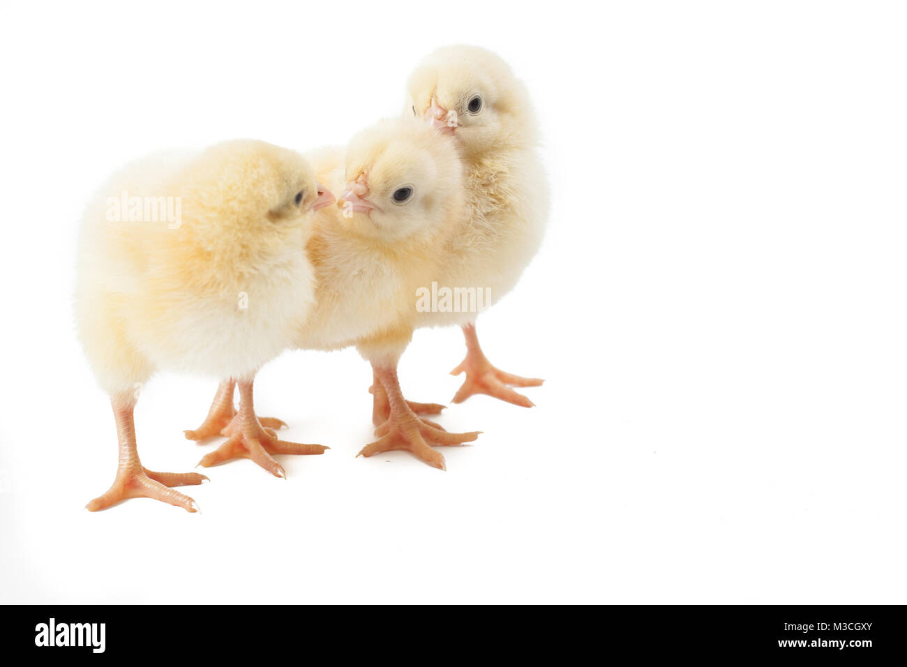small fluffy yellow Easter Chickens on a white background Stock Photo ...