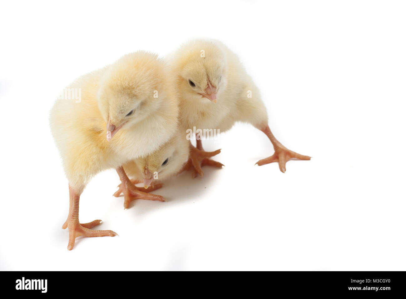 small fluffy yellow Easter Chickens on a white background Stock Photo ...