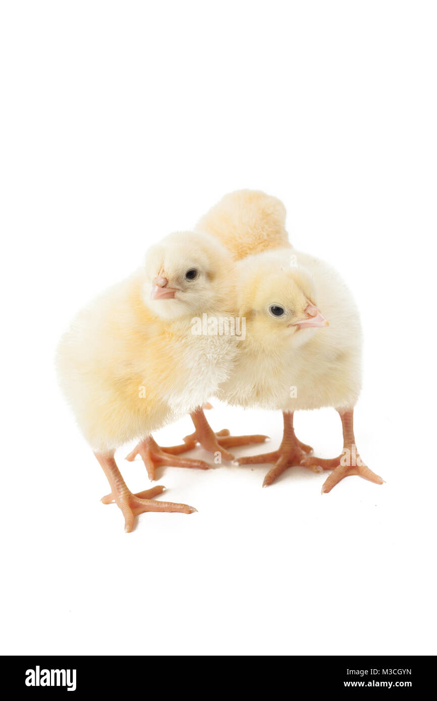 small fluffy yellow Easter Chickens on a white background Stock Photo ...