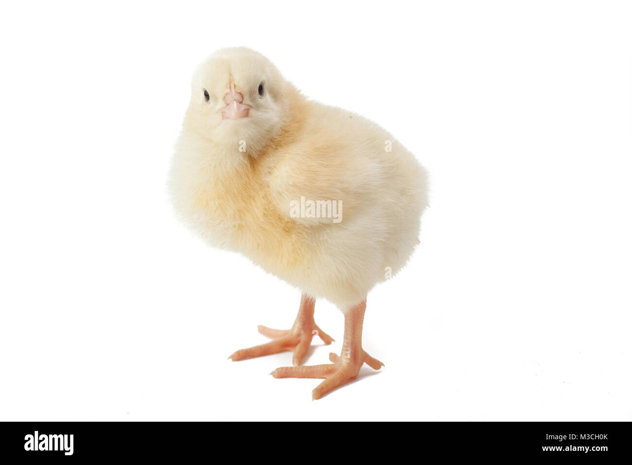 small fluffy yellow Easter chicken on a white background Stock Photo ...