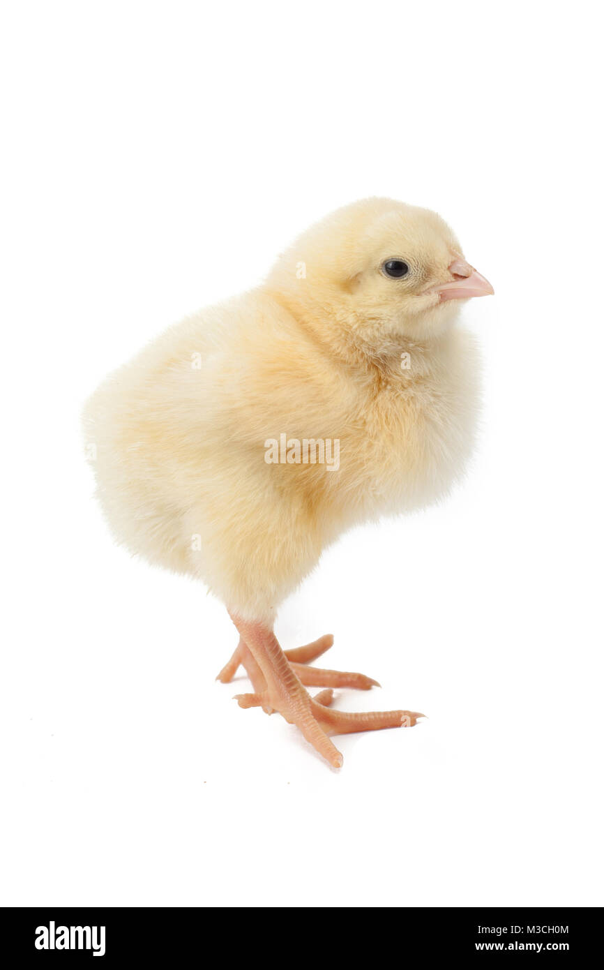 small fluffy yellow Easter chicken on a white background Stock Photo ...