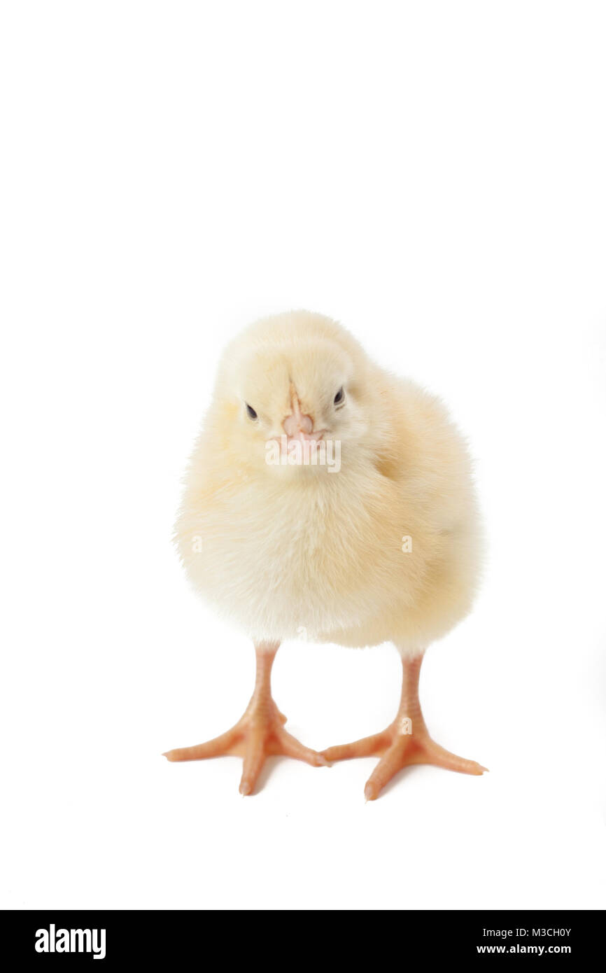 small fluffy yellow Easter chicken on a white background Stock Photo ...