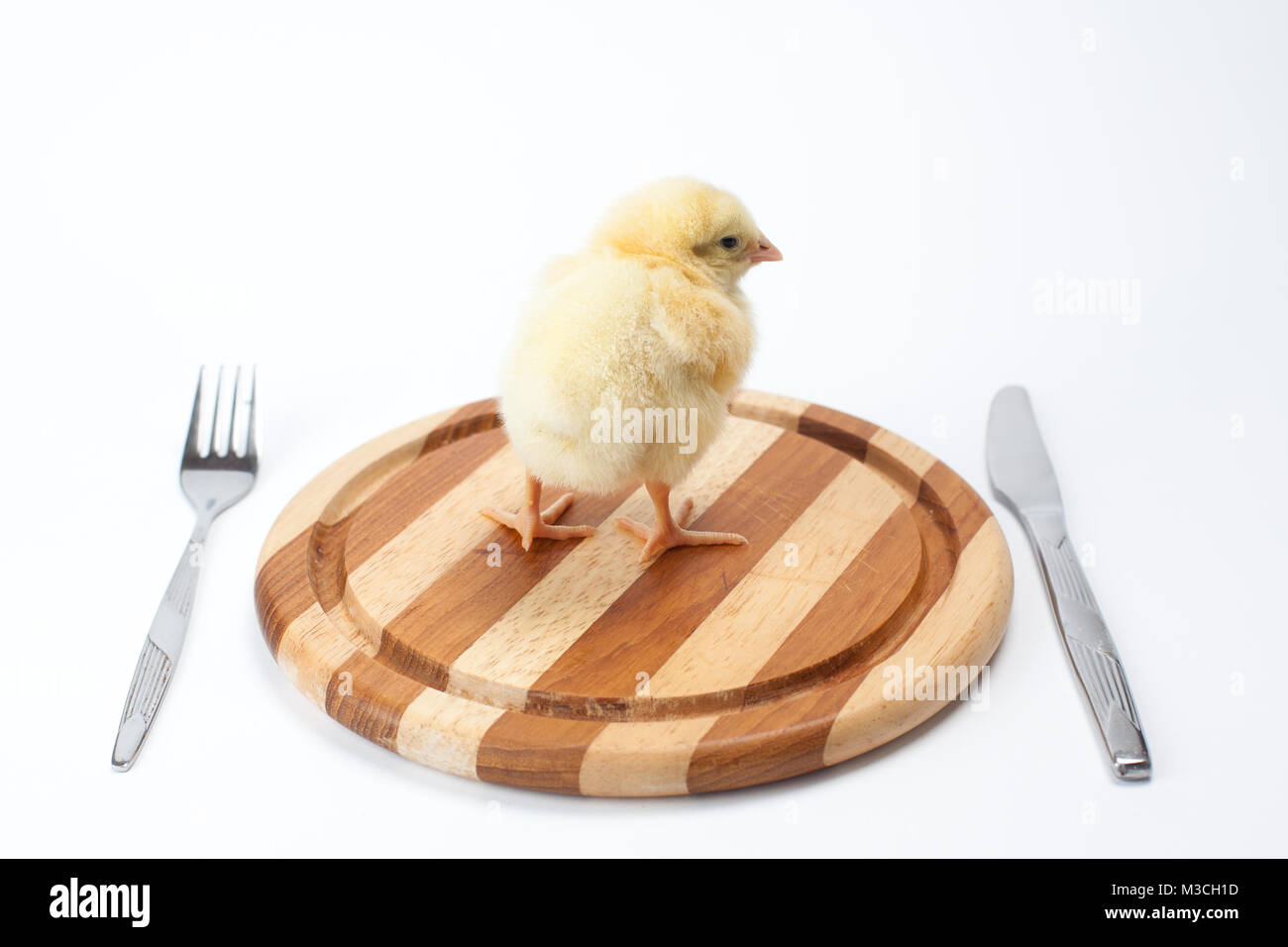 live chickens on a chopping board. On a white background. vegetarianism ...