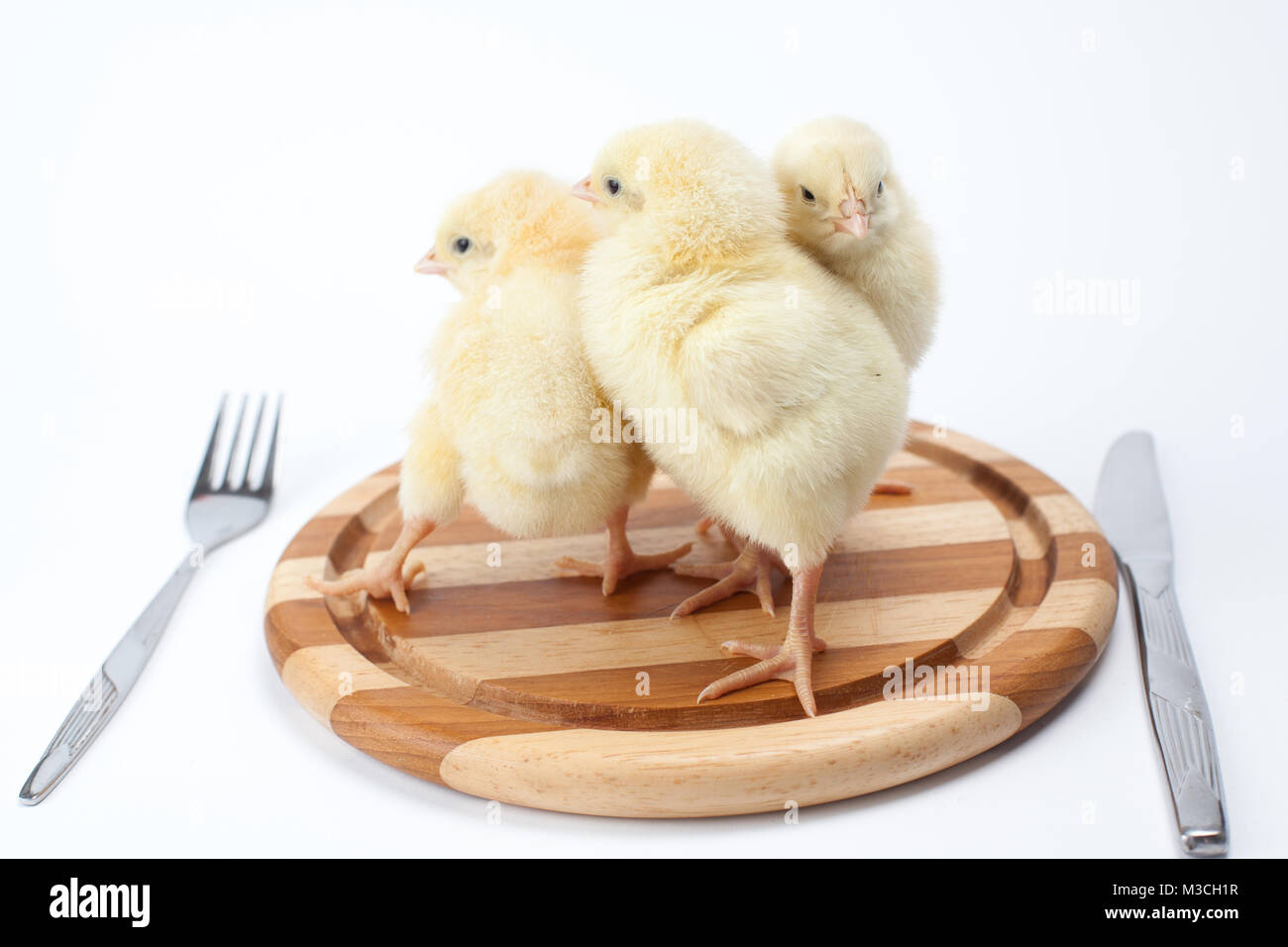 live chickens on a chopping board. On a white background. vegetarianism ...