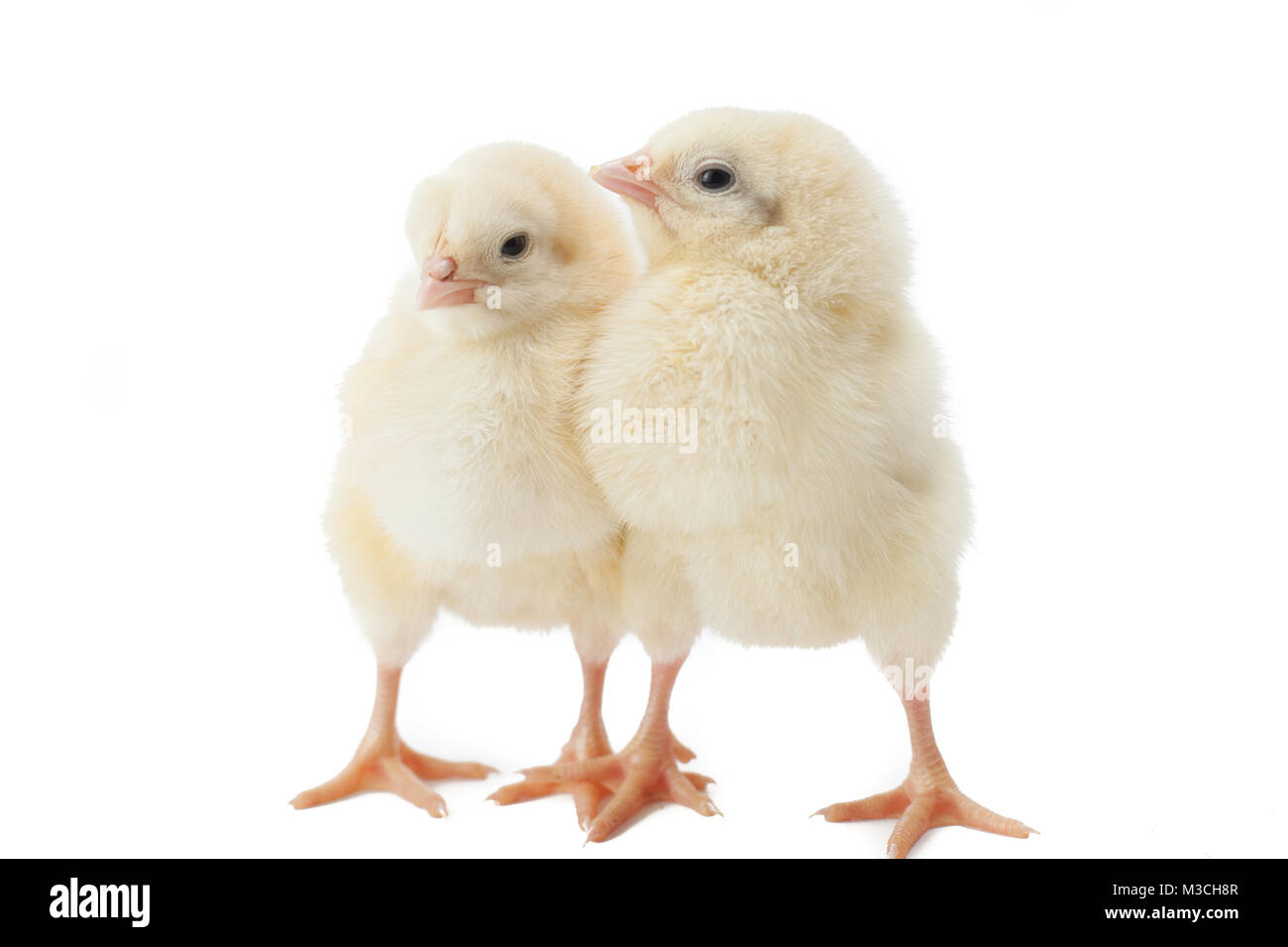 small fluffy yellow Easter Chickens on a white background Stock Photo ...