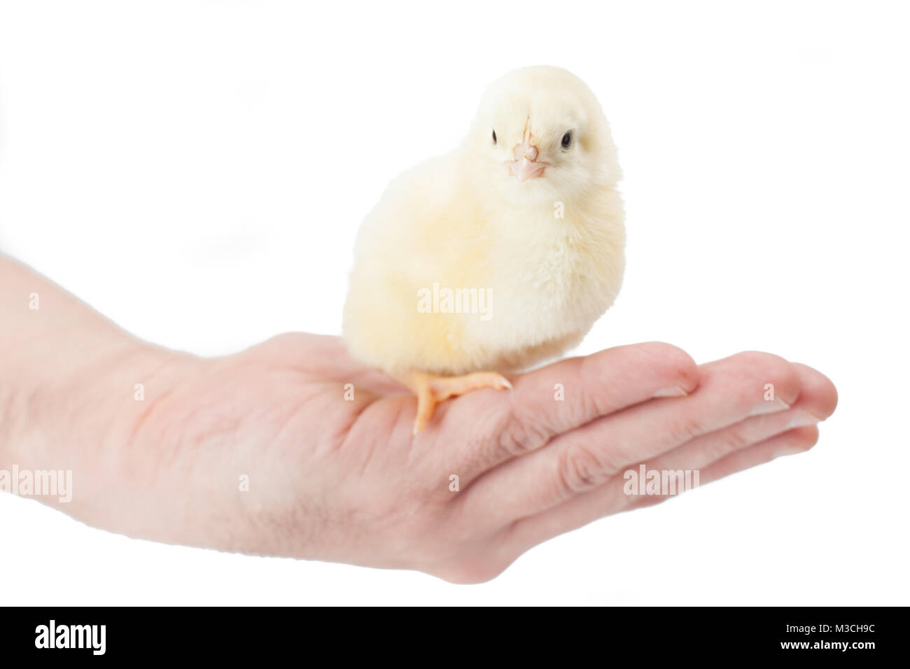 tiny, downy, yellow chick on hand Stock Photo - Alamy