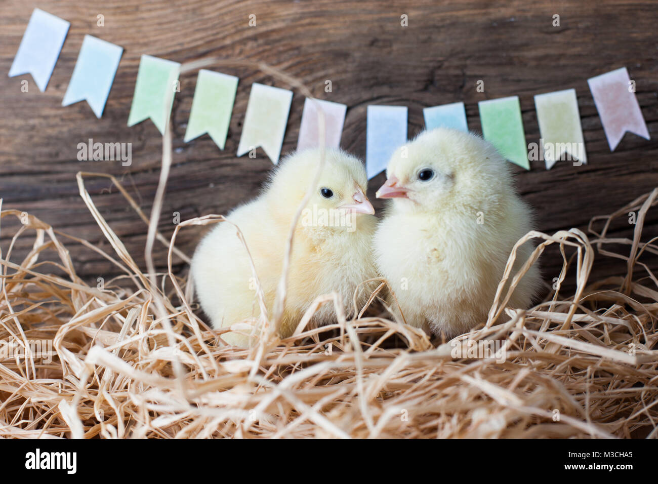 Happy chickens hi-res stock photography and images - Alamy
