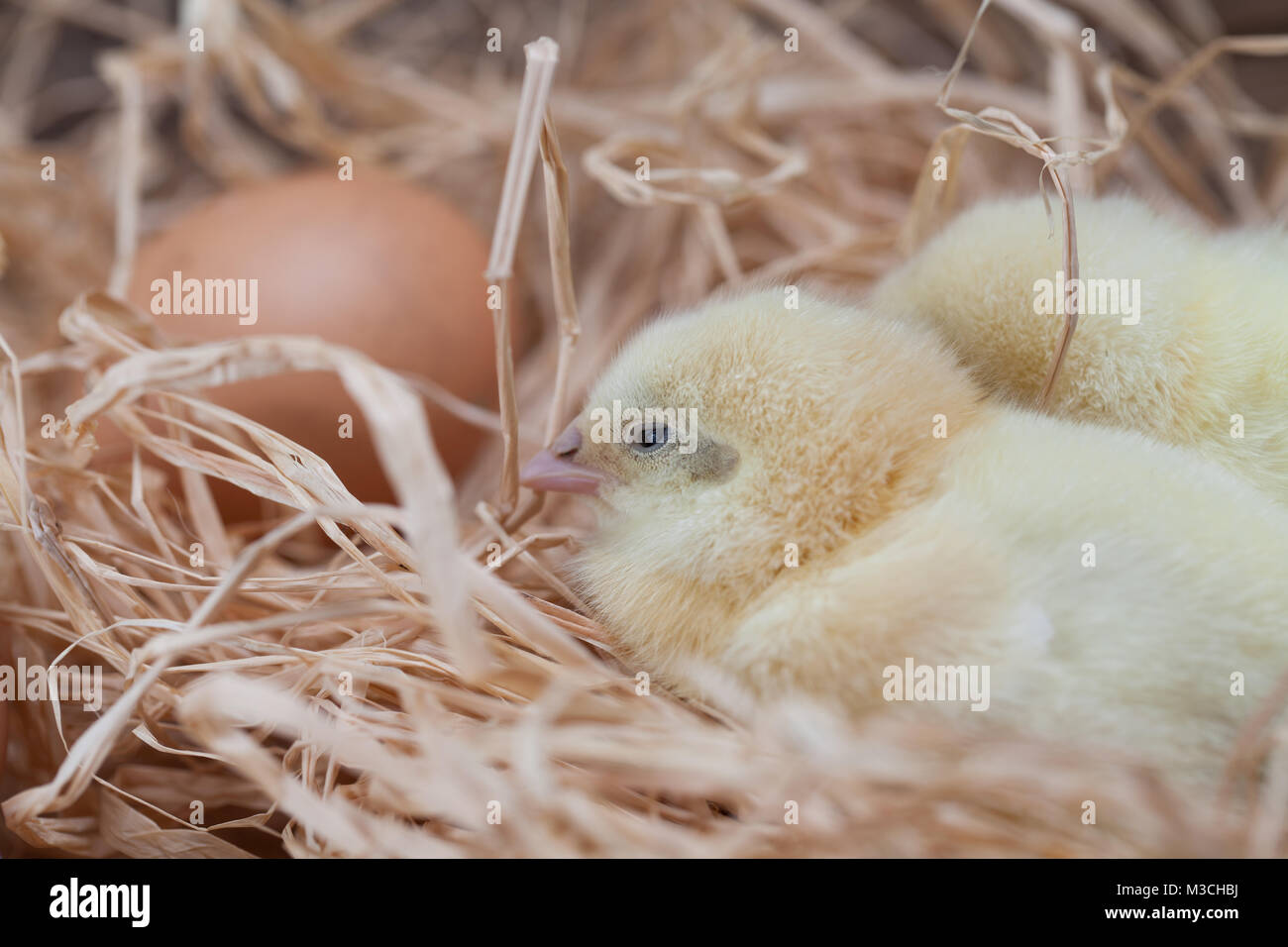 tiny chickens in the henhouse on the hay, happy breeding, happy ...