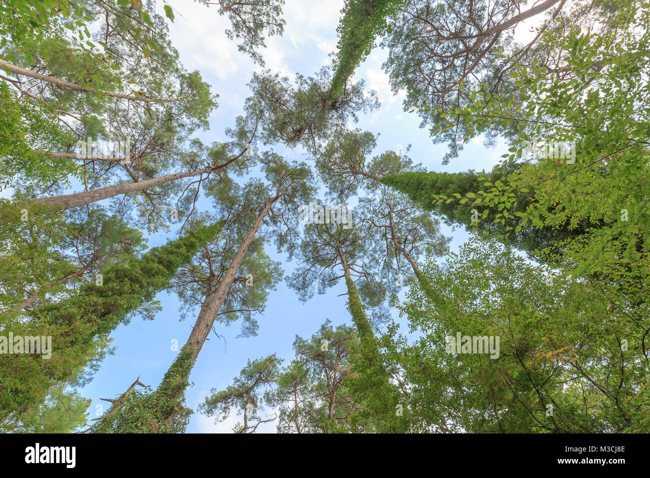 Overgrown with bush, high trunks of pine trees on the background of the ...