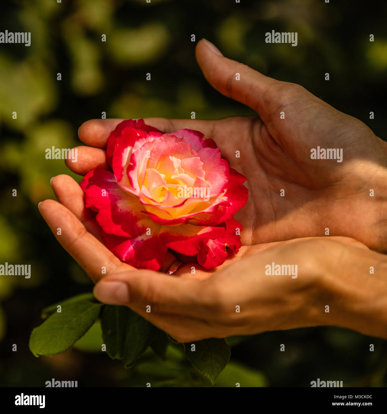Two hands holding rose hi-res stock photography and images - Alamy