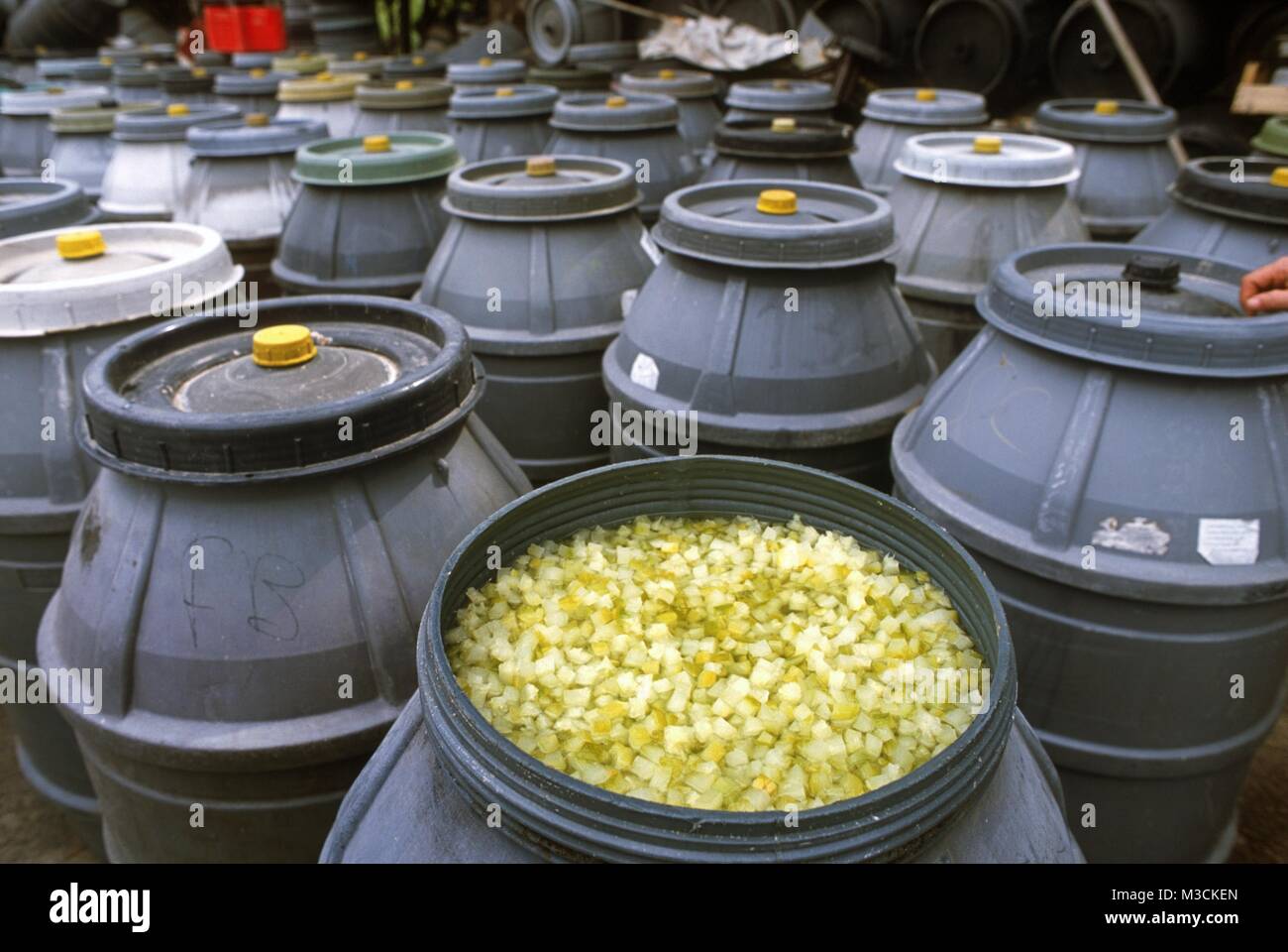 Calabria (Italy) cedar fruits in brine for the preparation of candied ...