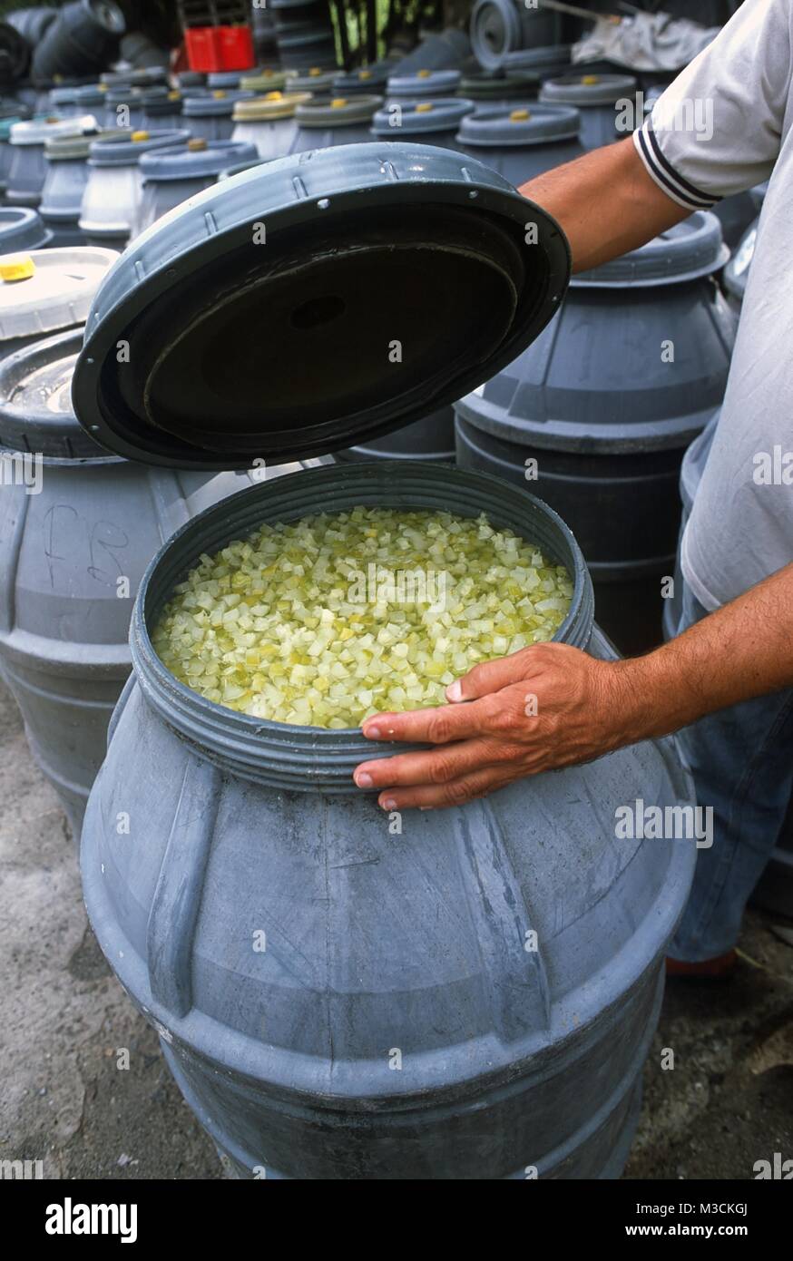Calabria (Italy) cedar fruits in brine for the preparation of candied ...