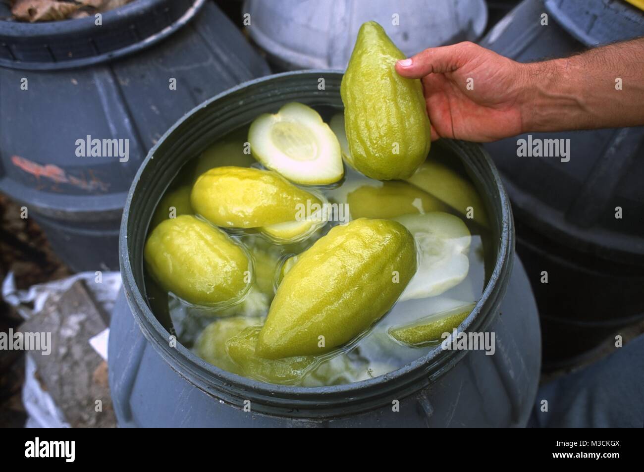 Calabria (Italy) cedar fruits in brine for the preparation of candied ...