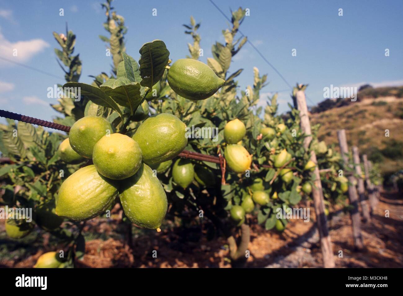 Calabria (Italy), the Cedar Coast, cedars plantation Stock Photo - Alamy