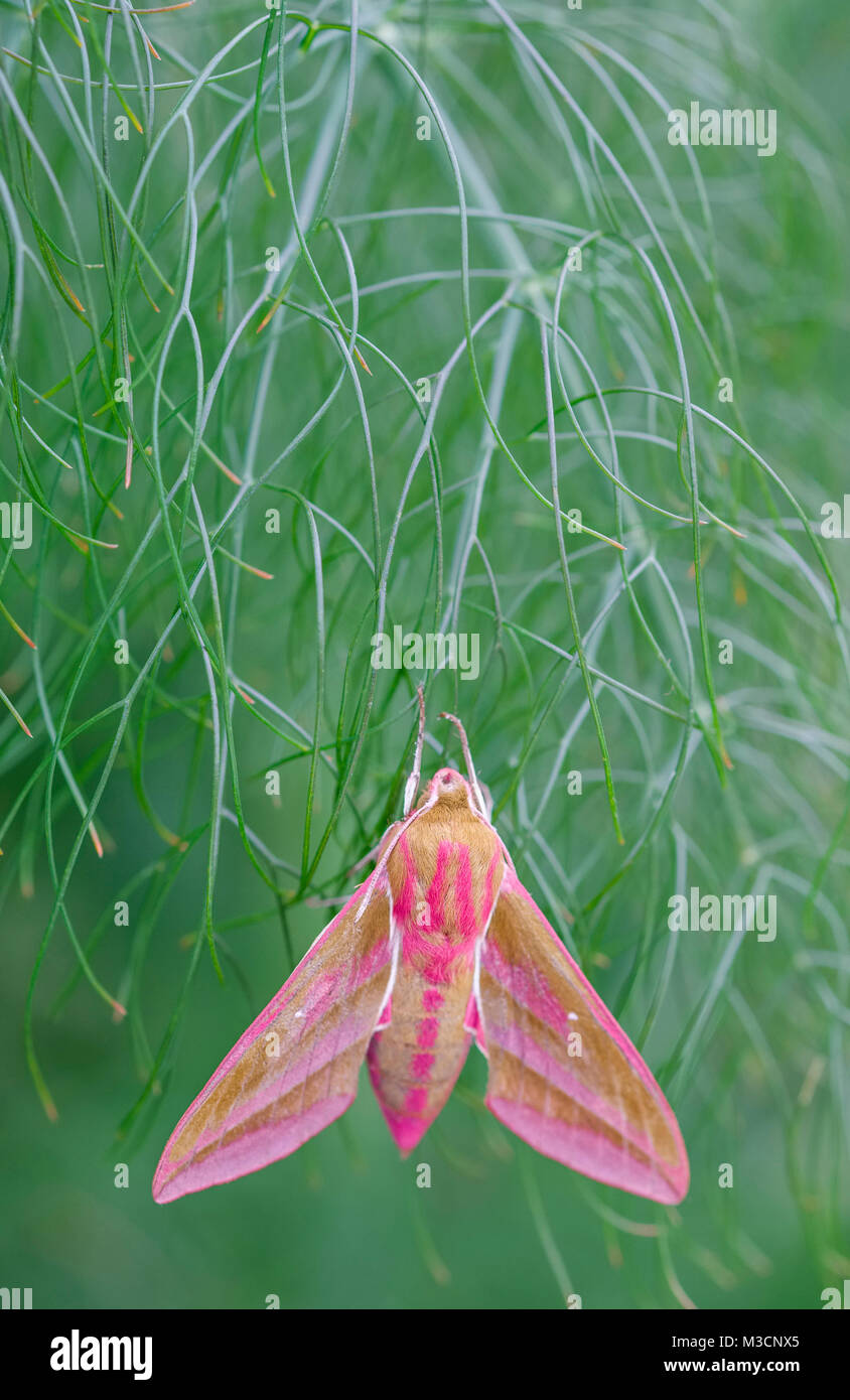 Elephant Hawk-Moth at rest on fennel leaves - Deilephila elpenor Stock ...