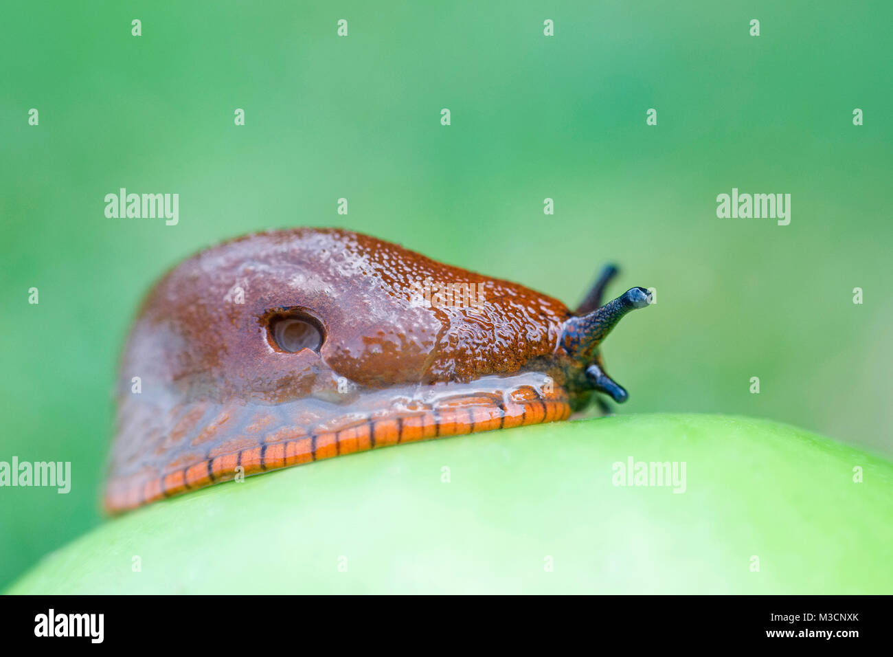 Roundback slugs arionidae hi-res stock photography and images - Alamy