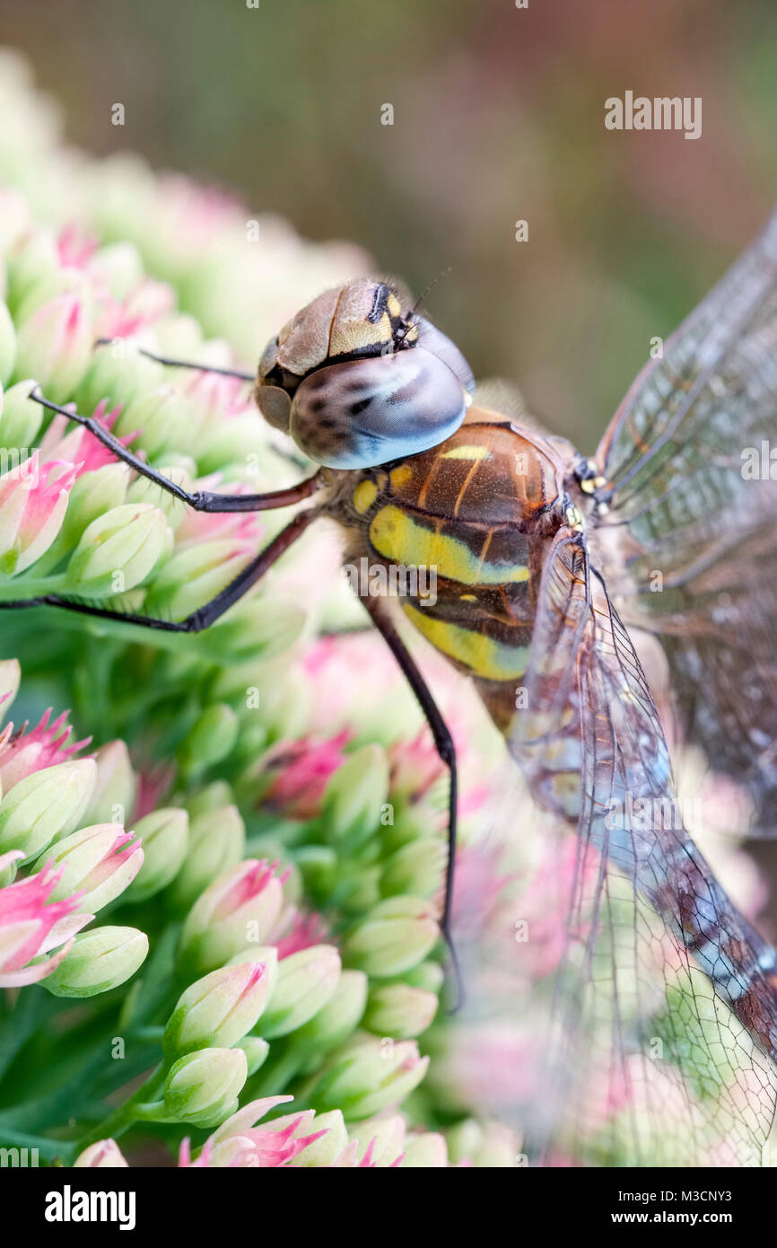 Migrant Hawker dragonfly resting on sedum - Aeshna mixta Stock Photo ...