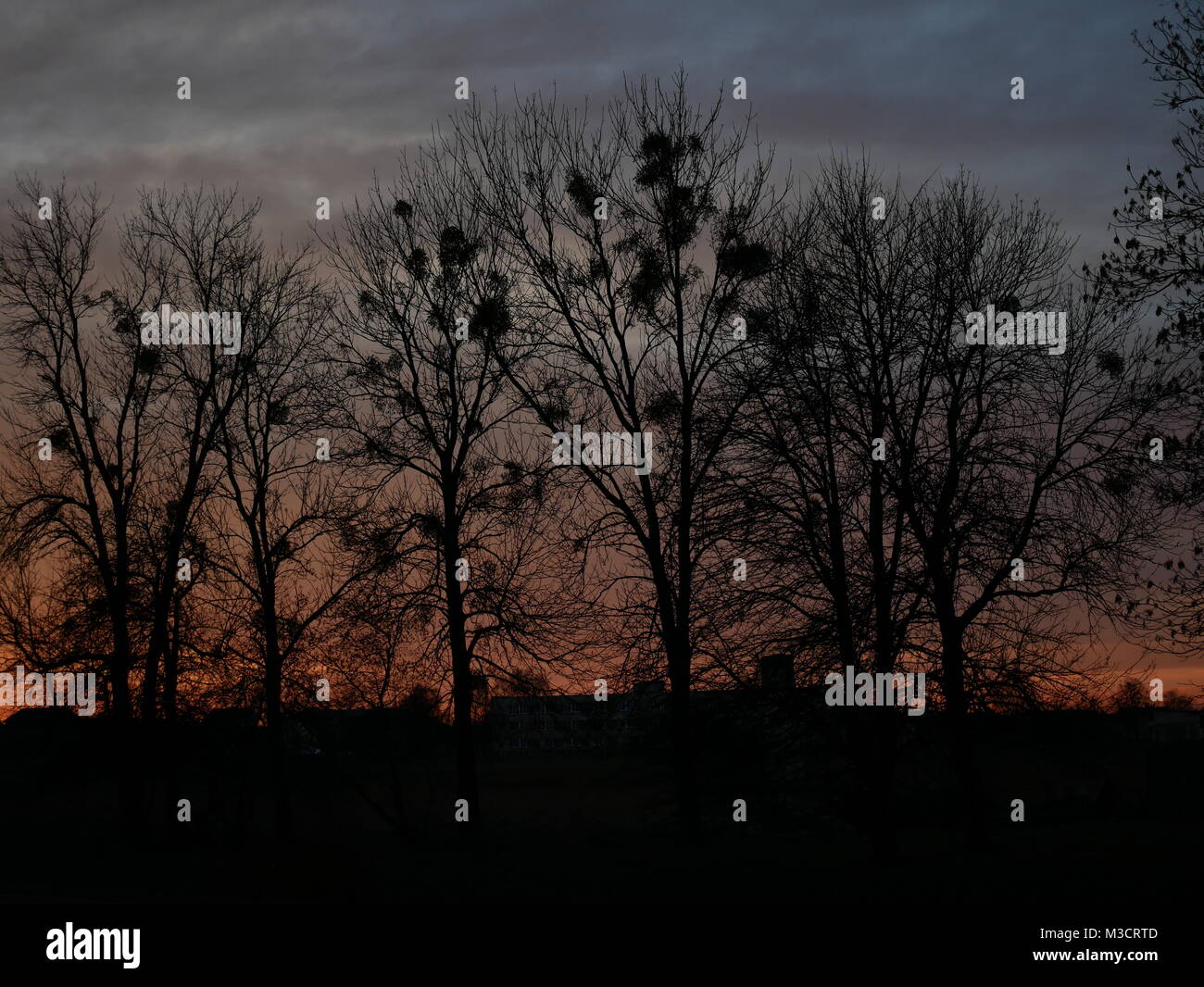 Sunset Trees sky color lightning evening landscape Stock Photo - Alamy