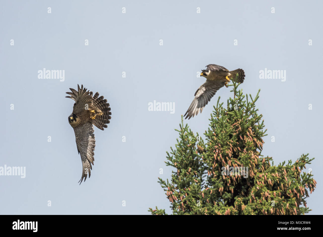 A Peregrine Falcon pair in Yukon-Charley Rivers National Preserve Stock ...