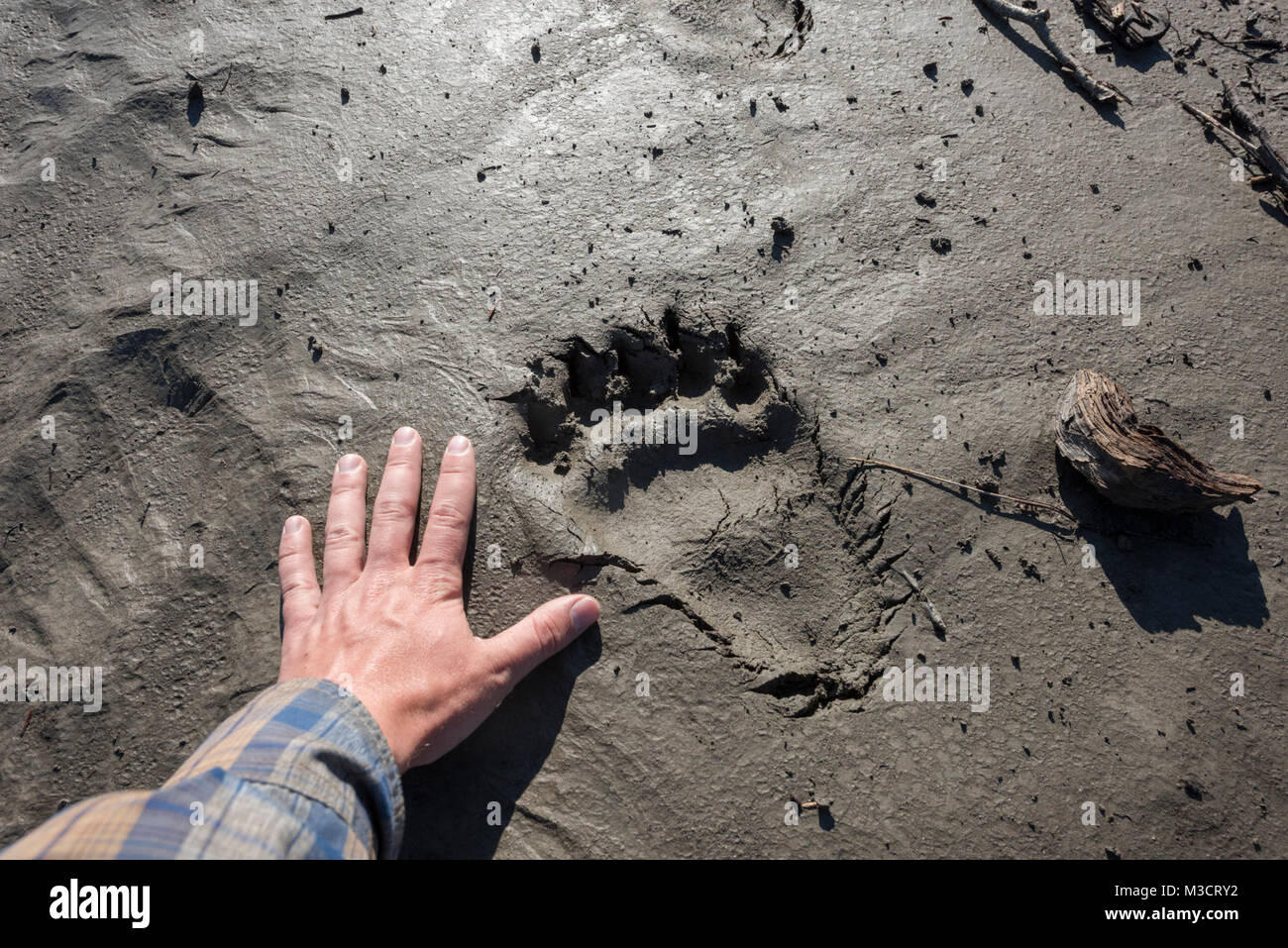 Bear footprint in mud Stock Photo - Alamy