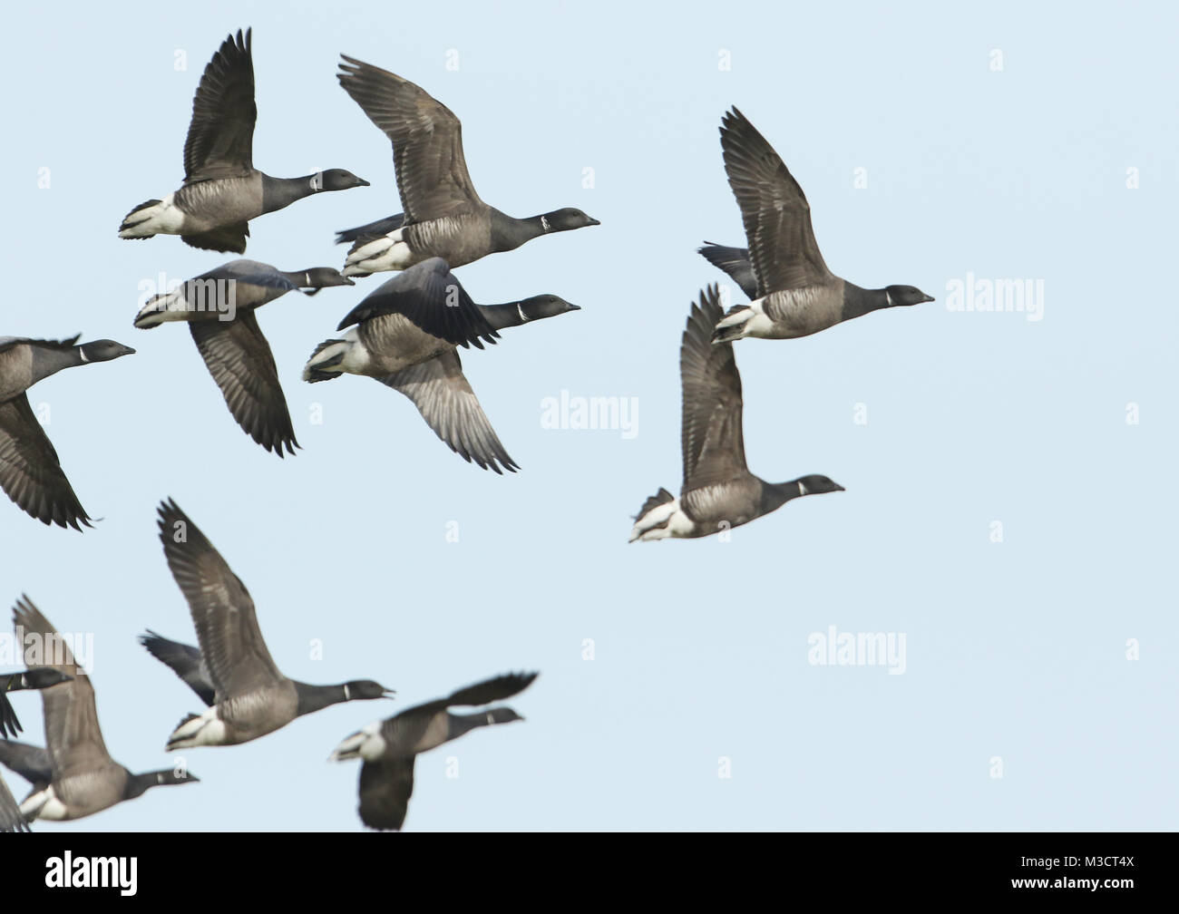A flock of Brent Geese Branta bernicla flying in the blue sky Stock ...