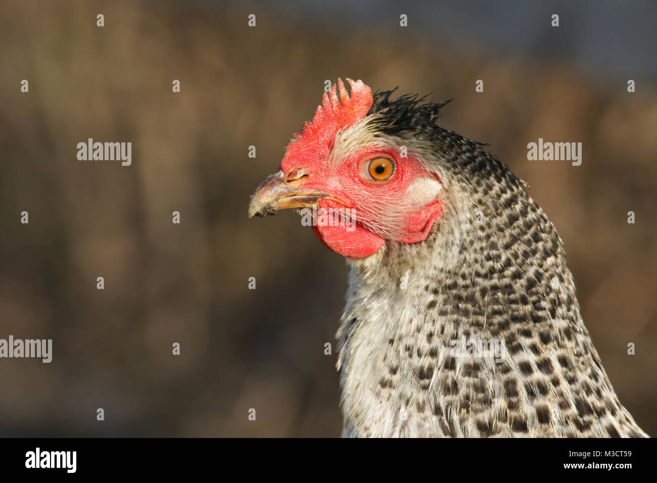 Female chicken hi-res stock photography and images - Alamy