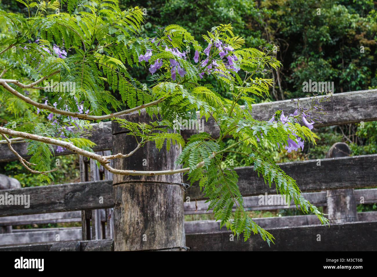 Flowering Jacaranda near the wooden fence, Queensland, Australia Stock ...