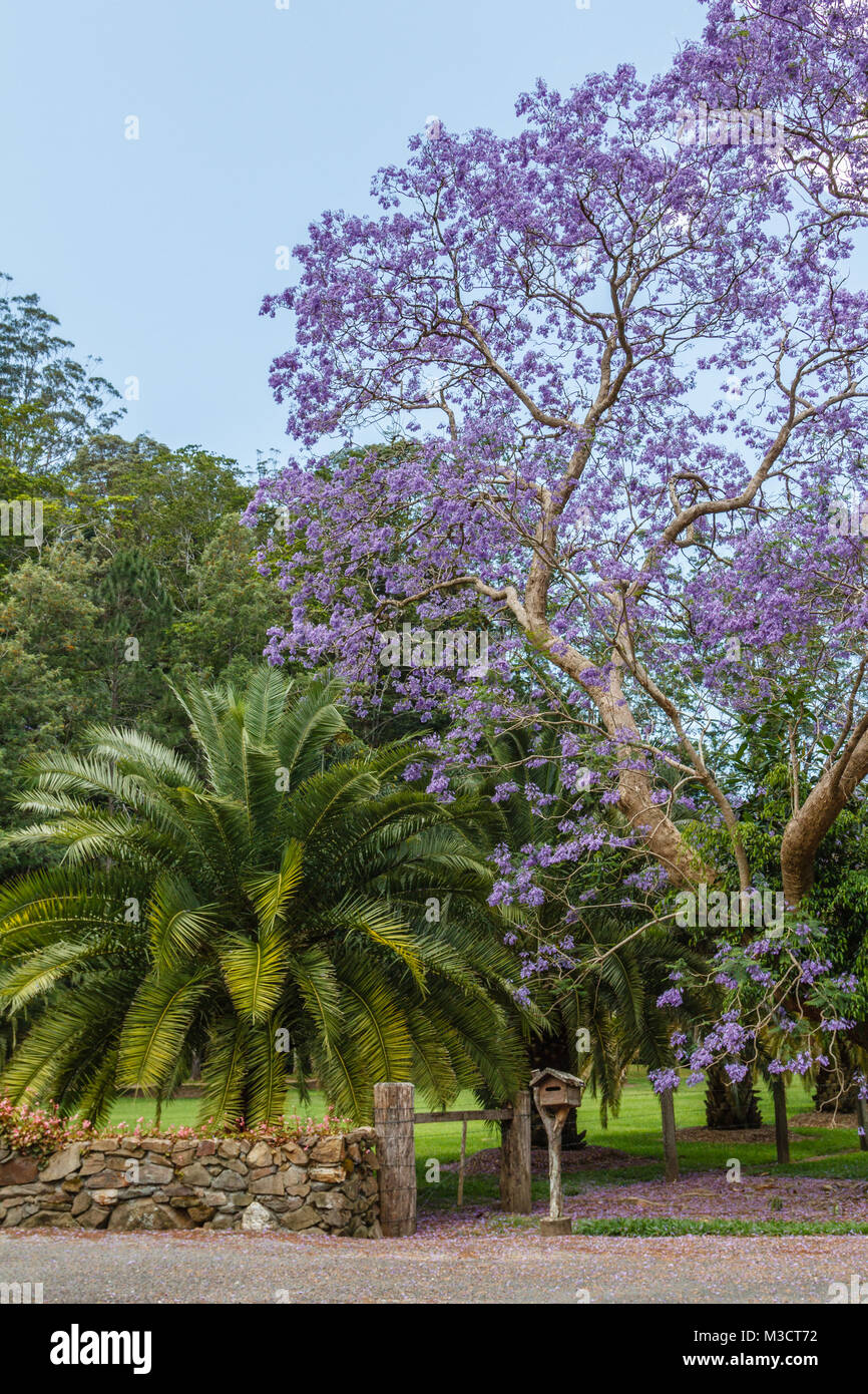 Jacaranda australia hi-res stock photography and images - Alamy