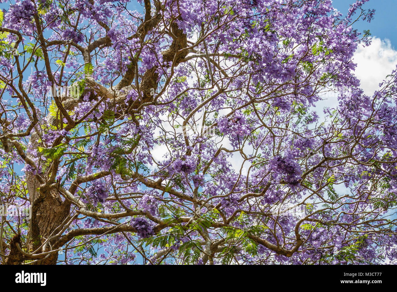 Jacaranda australia hi-res stock photography and images - Alamy