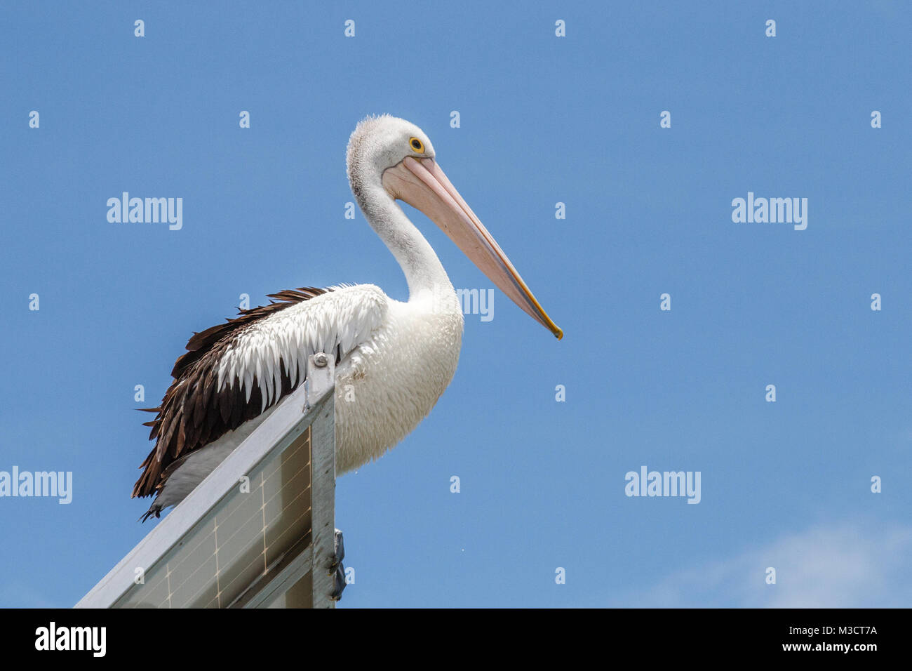Australian pelican, Pelican Waters, Queensland, Australia Stock Photo ...