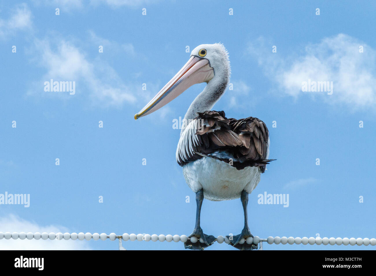 Australian pelican, Pelican Waters, Queensland, Australia Stock Photo ...