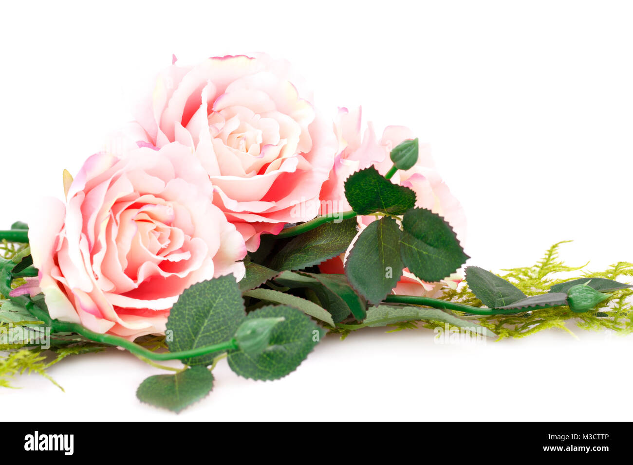 Pink roses isolated on white background Stock Photo - Alamy