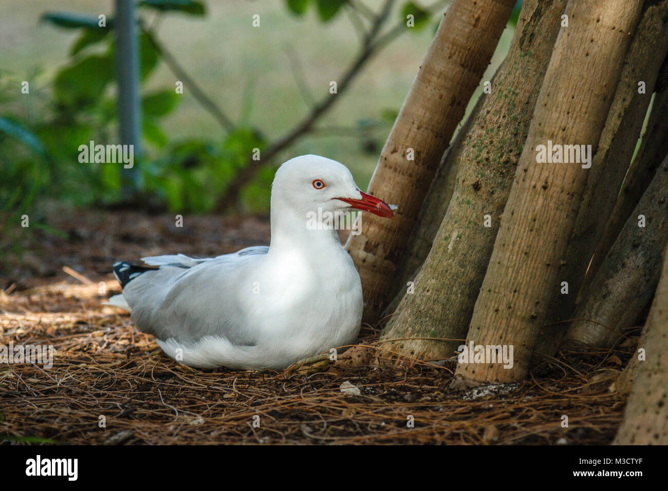Nesting seagull on Heron Island. Queensland, Australia Stock Photo - Alamy